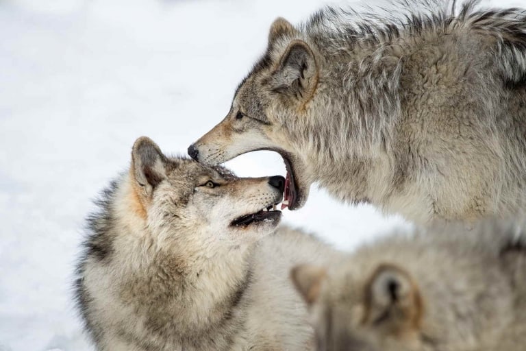 Wildlife & Nature Photography | Bill Maynard - Cool Wildlife