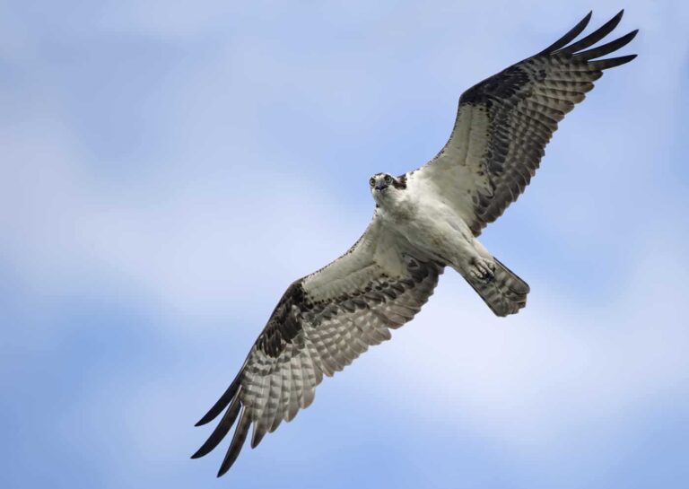 Nikon Z6II Autofocus Settings For Birds in Flight - Cool Wildlife ...