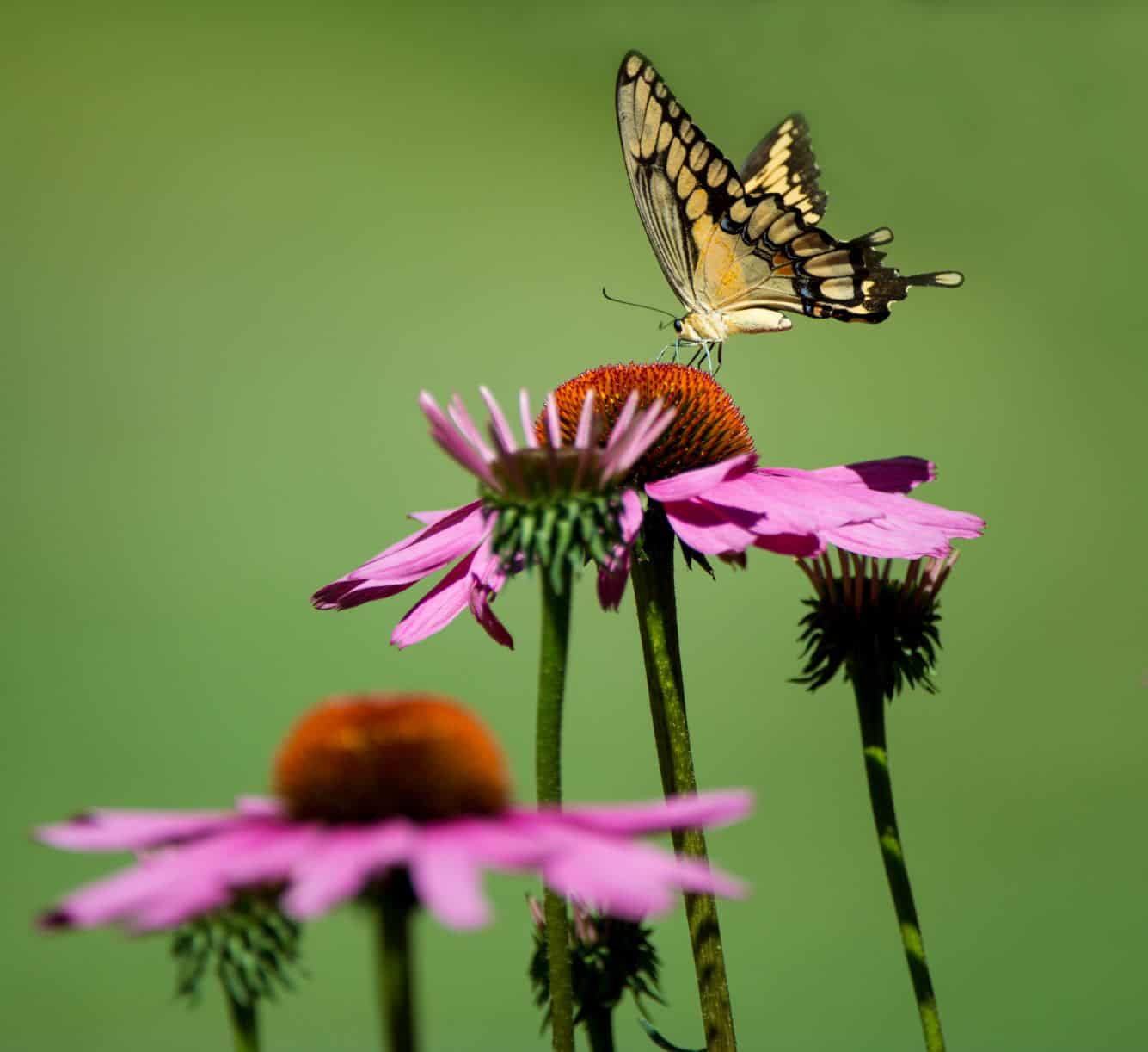 Best Lens for Macro Wildlife Photography | Nikon Z 135mm f/1.8 S Plena ...