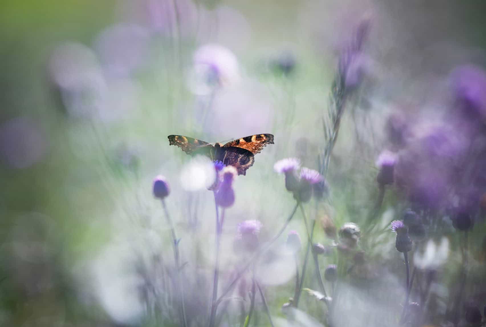 Best Lens for Macro Wildlife Photography | Nikon Z 135mm f/1.8 S Plena ...