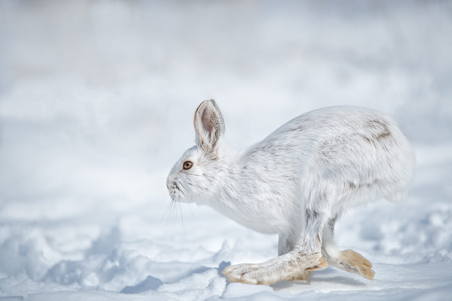 Snowshoe Hare - Cool Wildlife Photography