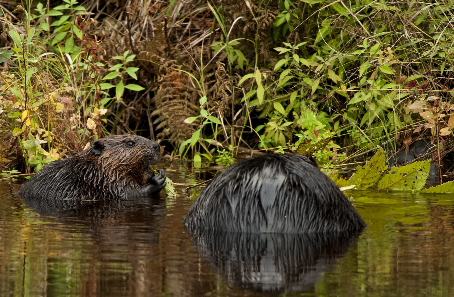 The beaver pond - Cool Wildlife Photography