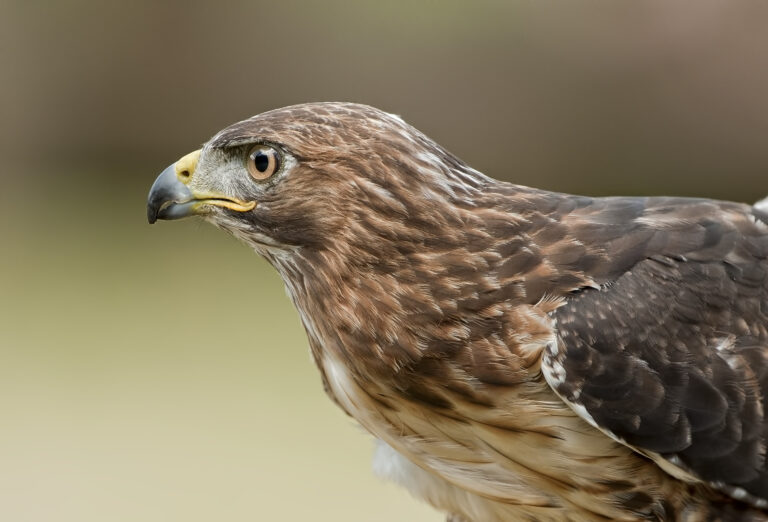 Hawk Portrait - Cool Wildlife Photography