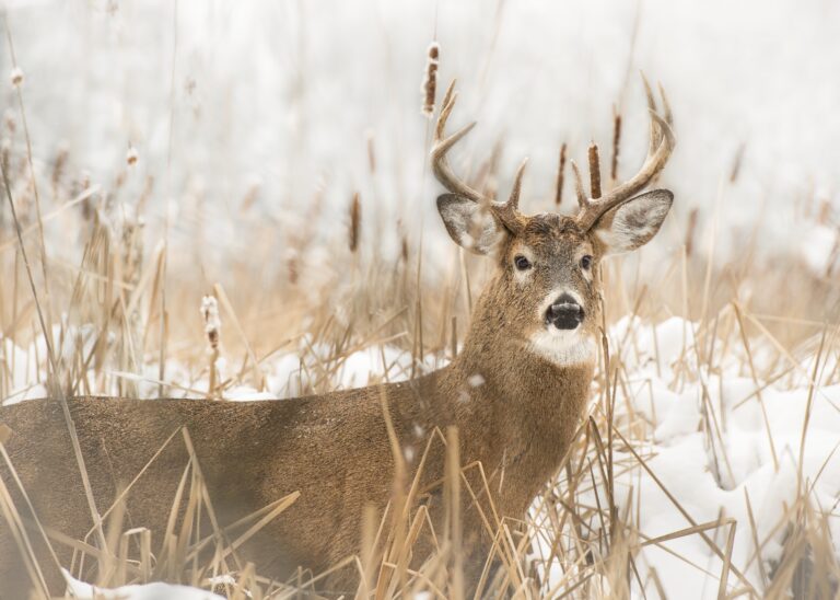 White-tailed Deer in Marsh - Cool Wildlife Photography