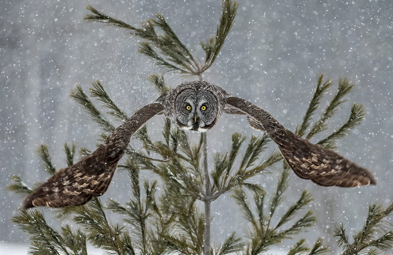 Galleries Archive - Cool Wildlife Photography
