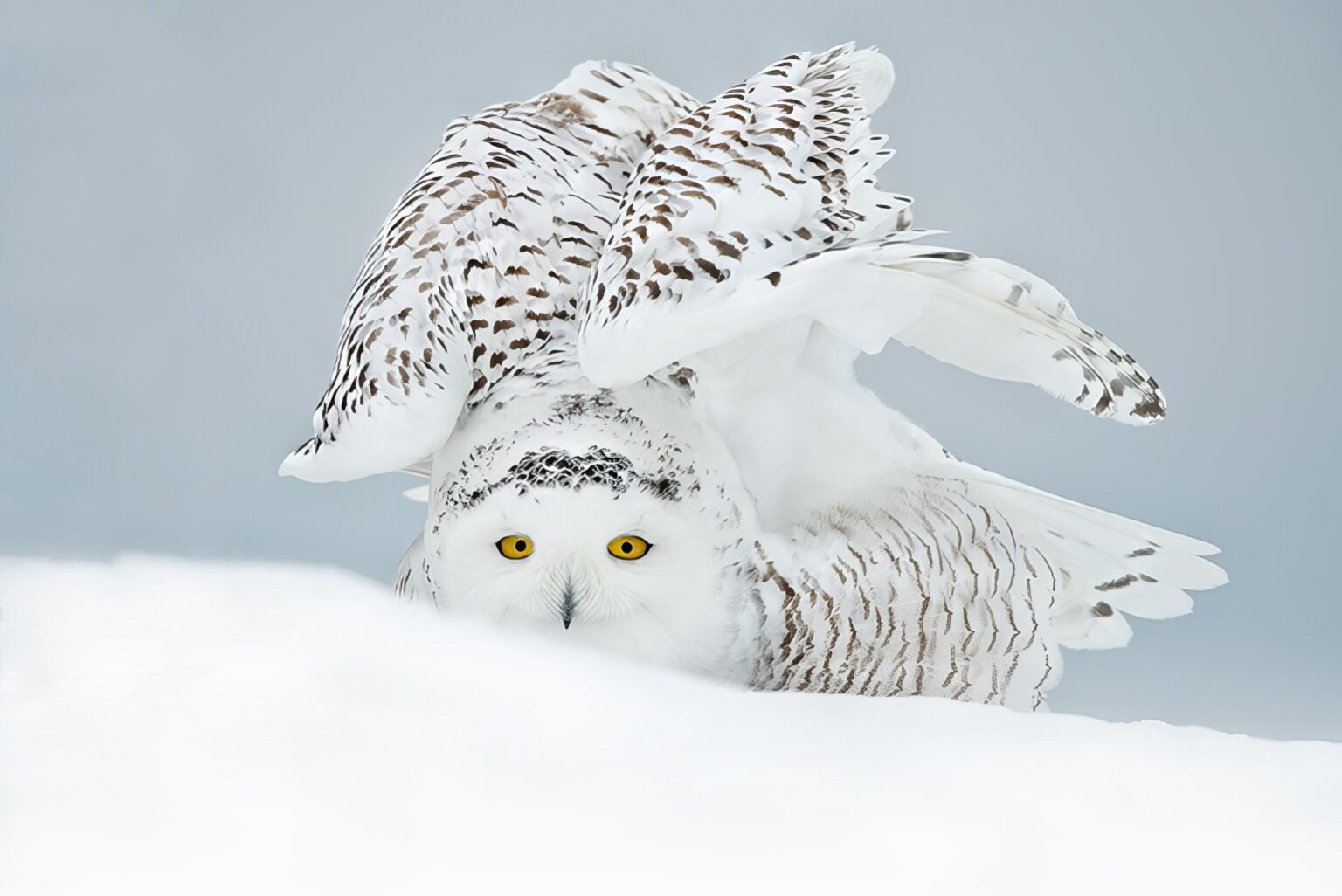 Galleries Archive - Cool Wildlife Photography