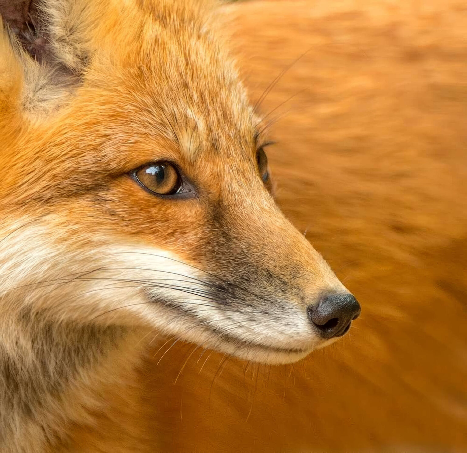 Red fox close up - Cool Wildlife Photography