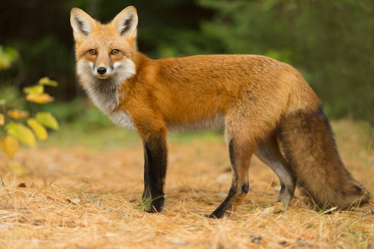 Regal Red Fox - Cool Wildlife Photography