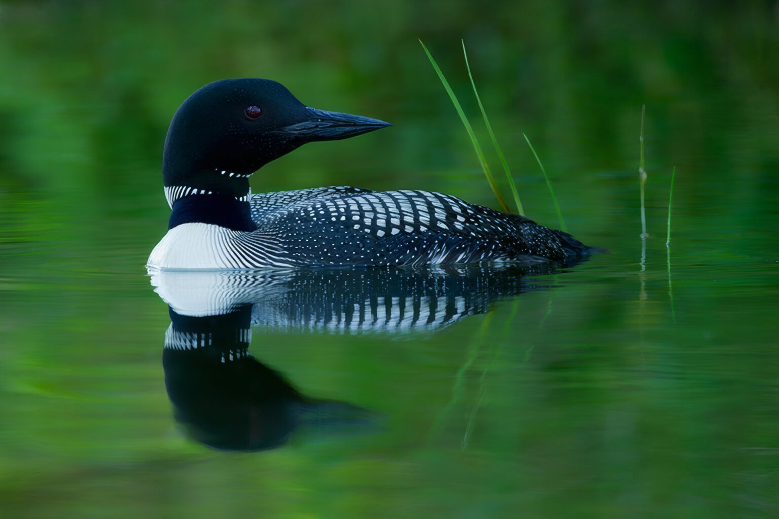 Loon Reflection - Cool Wildlife Photography