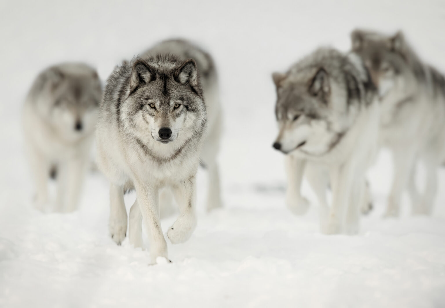 Timber Wolf Pack - Cool Wildlife Photography