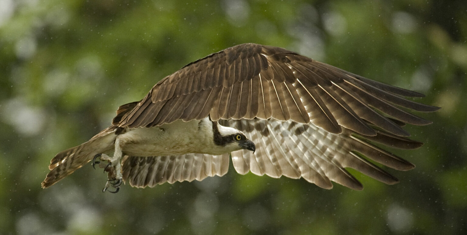 Osprey in Flight - Cool Wildlife Photography