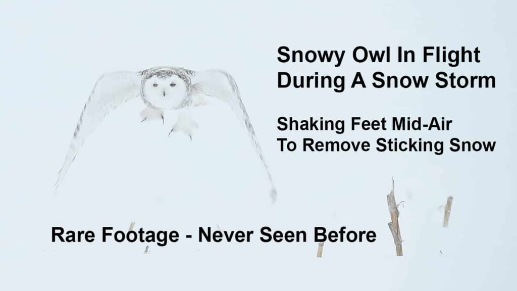Snowy Owl In Flight – Shaking Snow Off Feet Mid-Air - Cool Wildlife ...