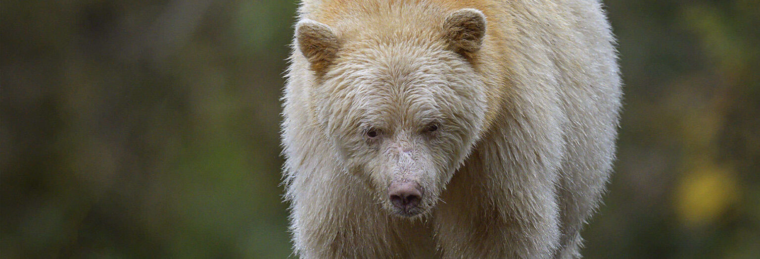 Spirit Bear & Great Bear Rainforest Tour - Cool Wildlife Photography