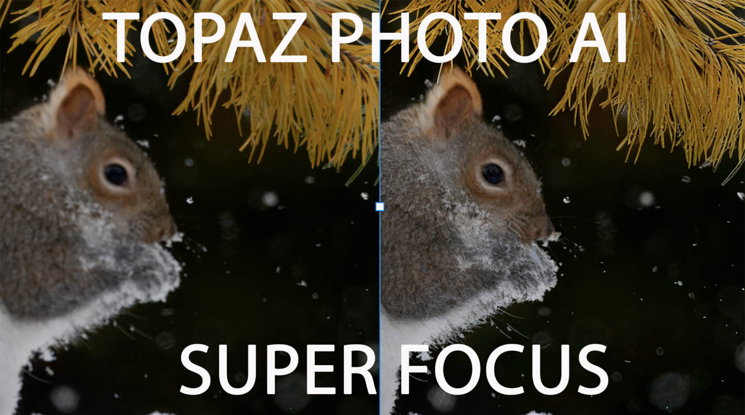 Topaz Photo AI Super Focus Review - Cool Wildlife Photography